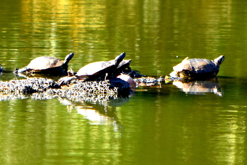 浮間公園。: 街で見かけろる草花