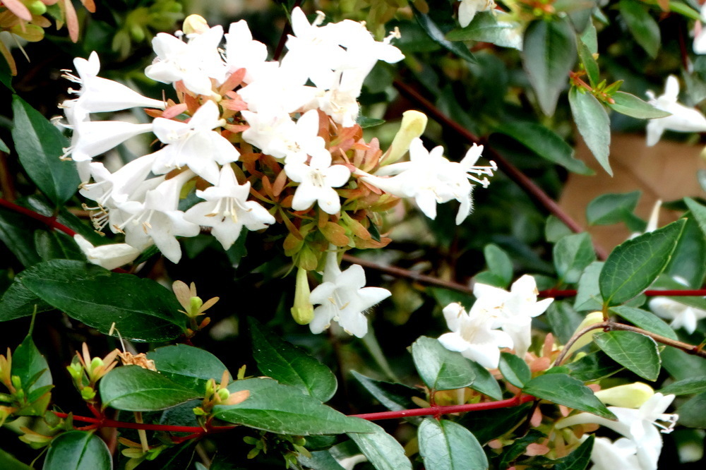 街の花。: 街で見かけろる草花